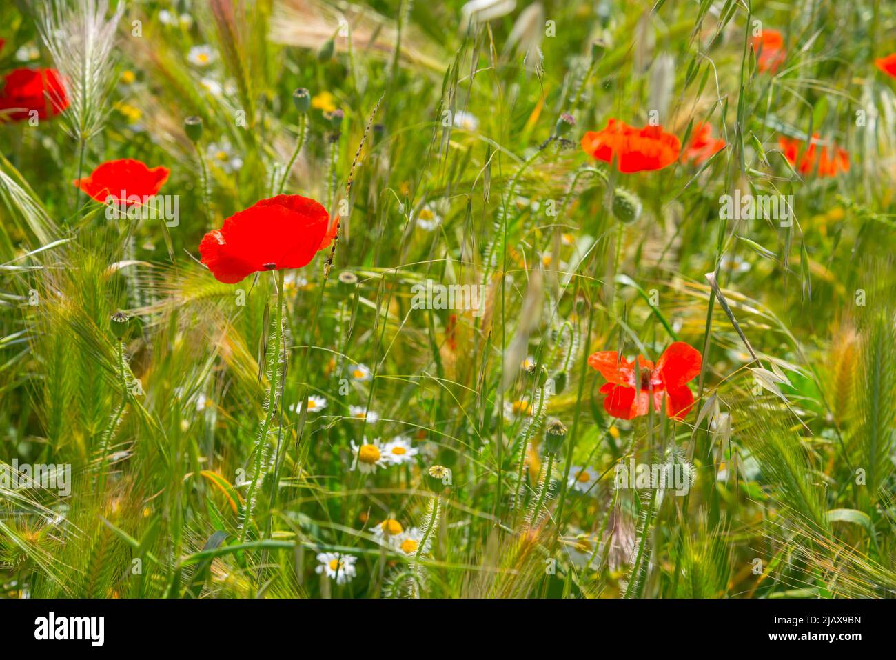 Poppy red fondo hi-res stock photography and images - Alamy