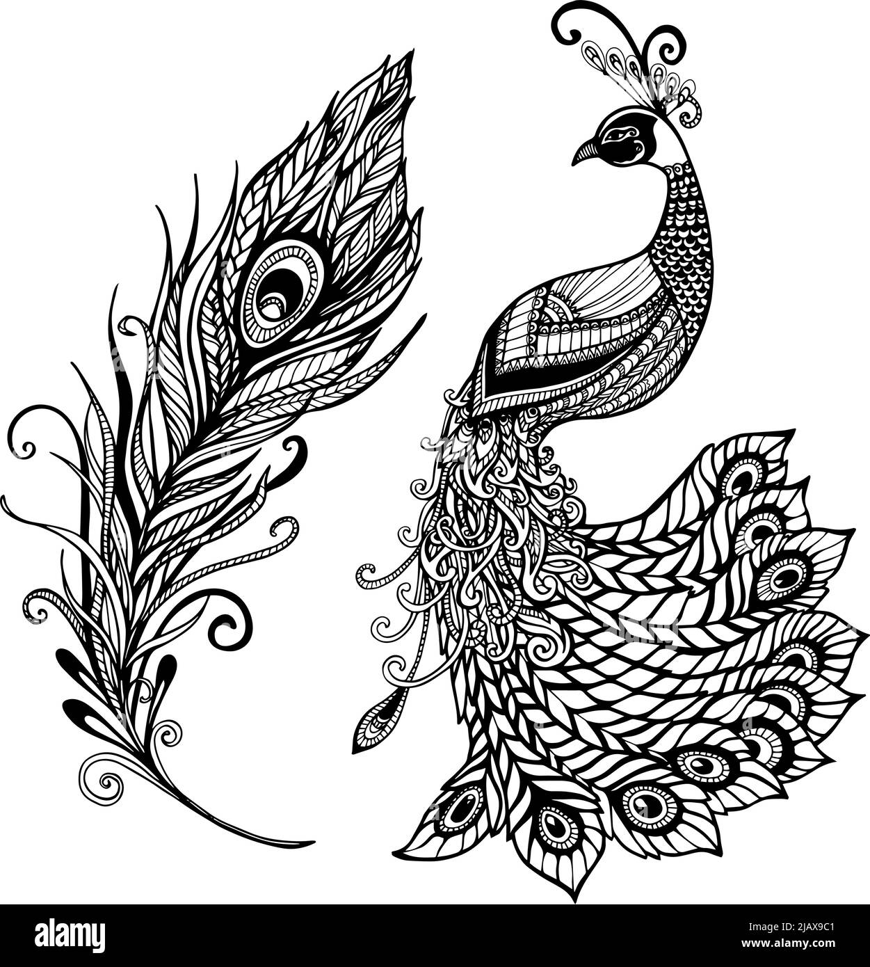 Peacock Feather Vector Black And White