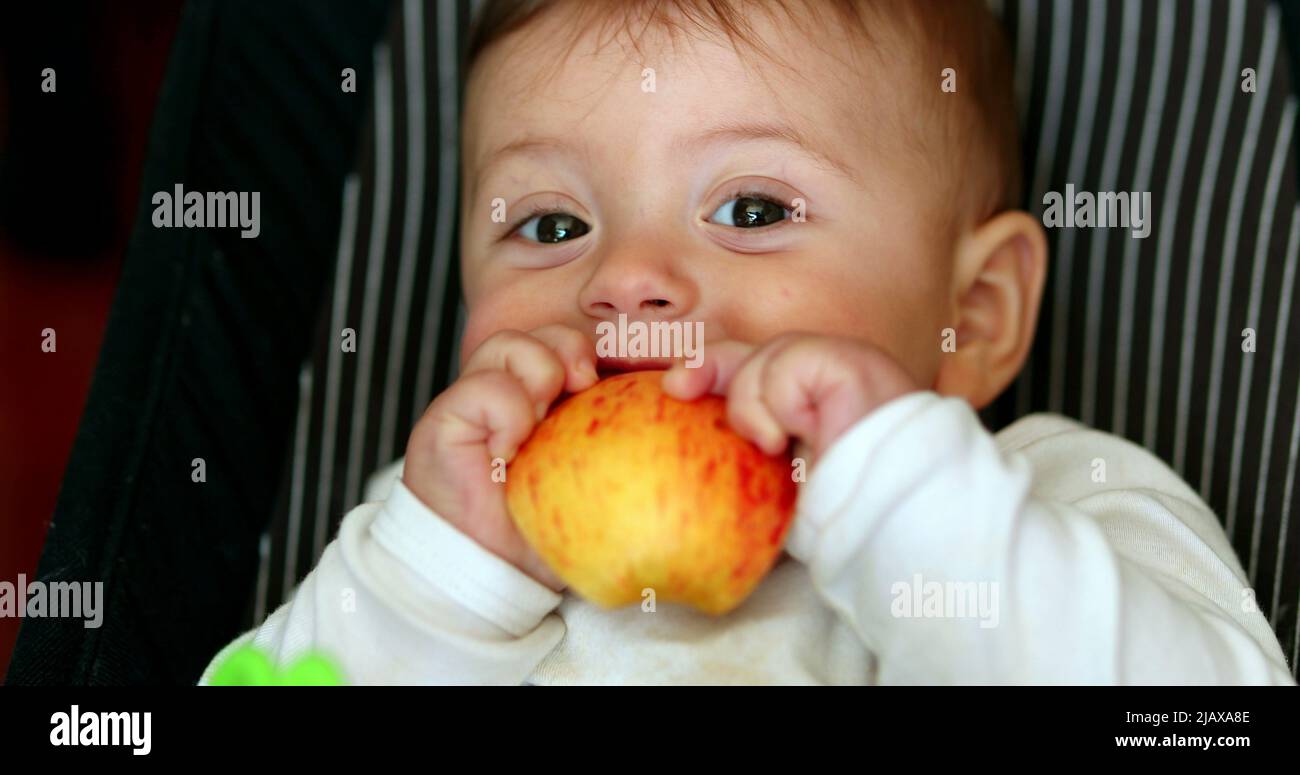 Cute baby eating healthy snack, infant child eats piece apple Stock ...