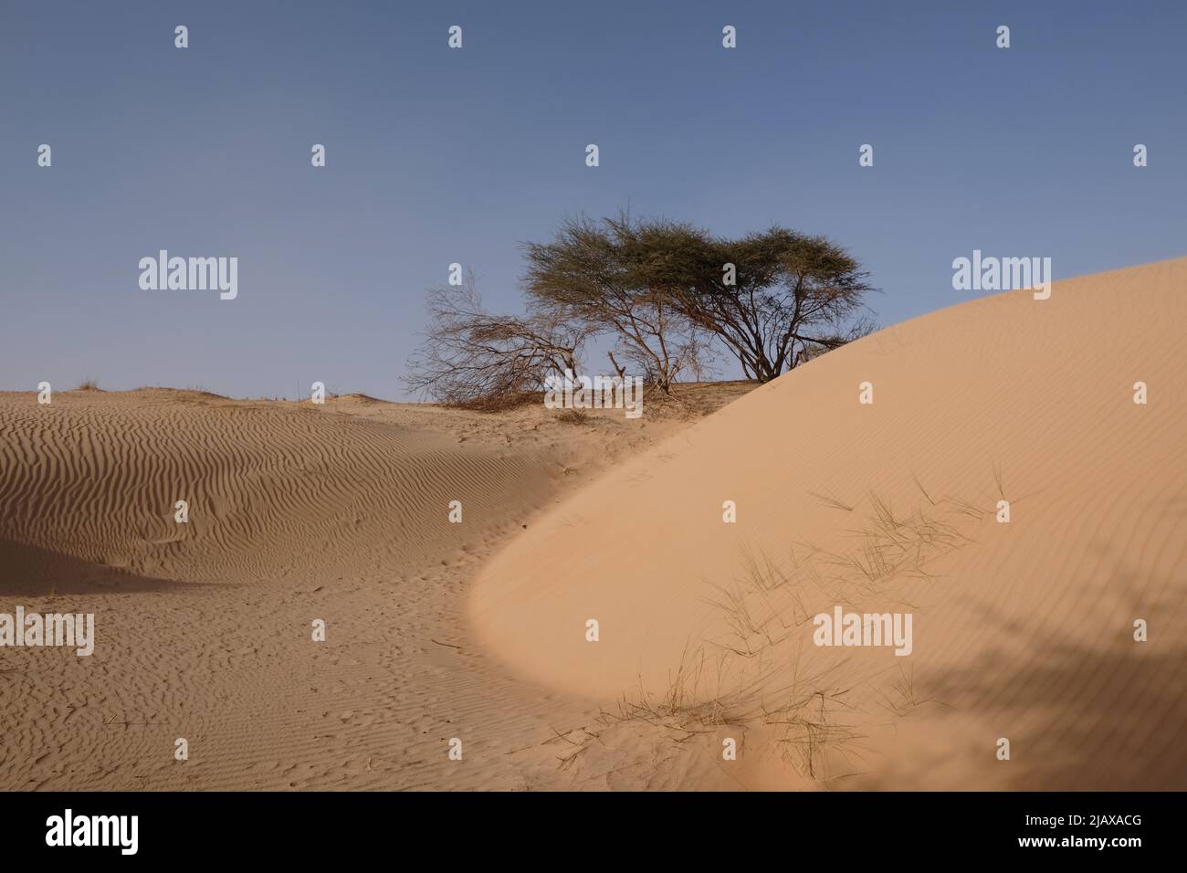 Acacia Trees on sand dune in the Mauritanian Sahara Desert Stock Photo ...