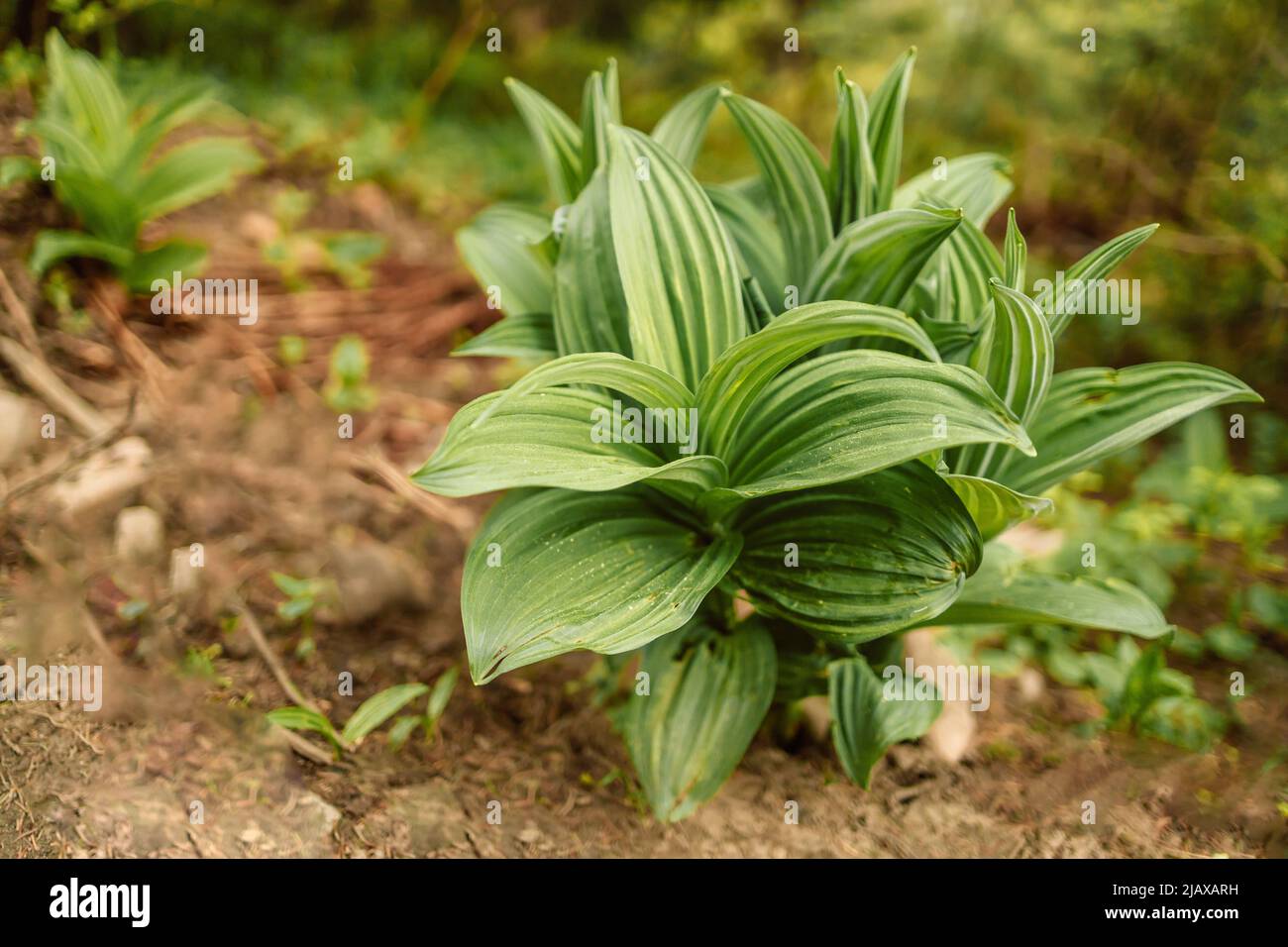 Beautiful lily valley growing hi-res stock photography and images - Alamy