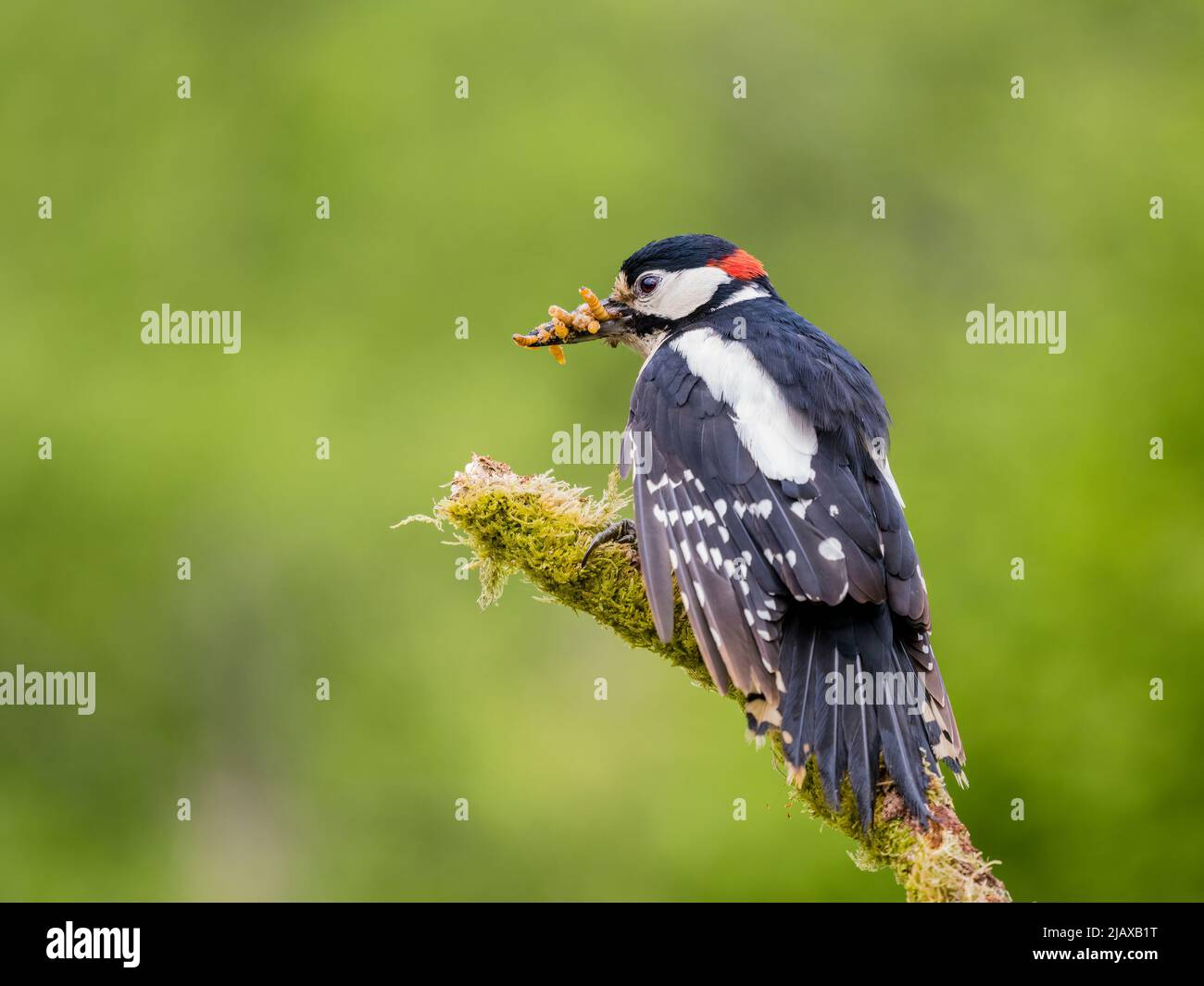 Male great-spotted woodpecker in spring mid Wales Stock Photo - Alamy
