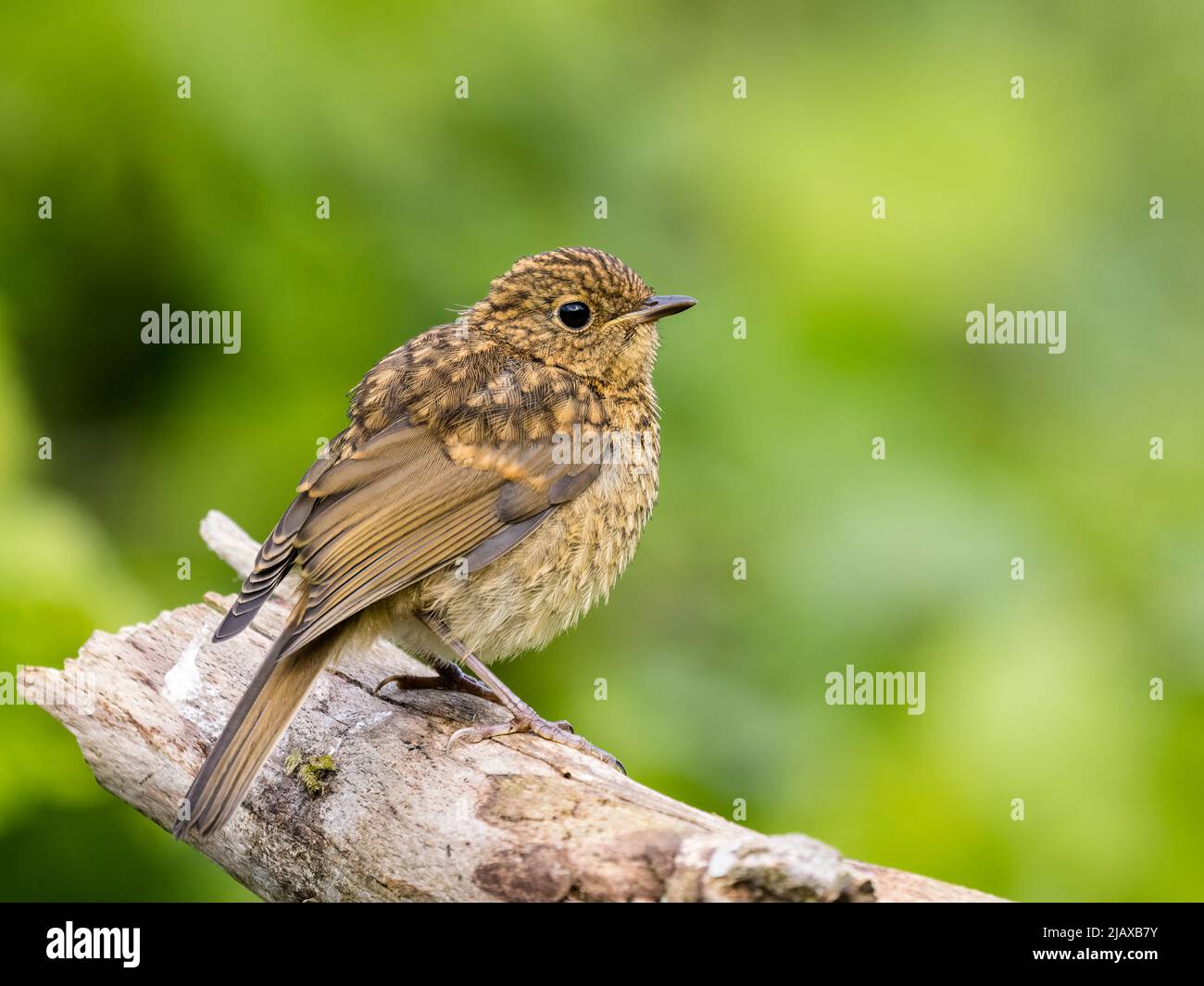 A robin fledgling in late spring in mid Wales Stock Photo - Alamy