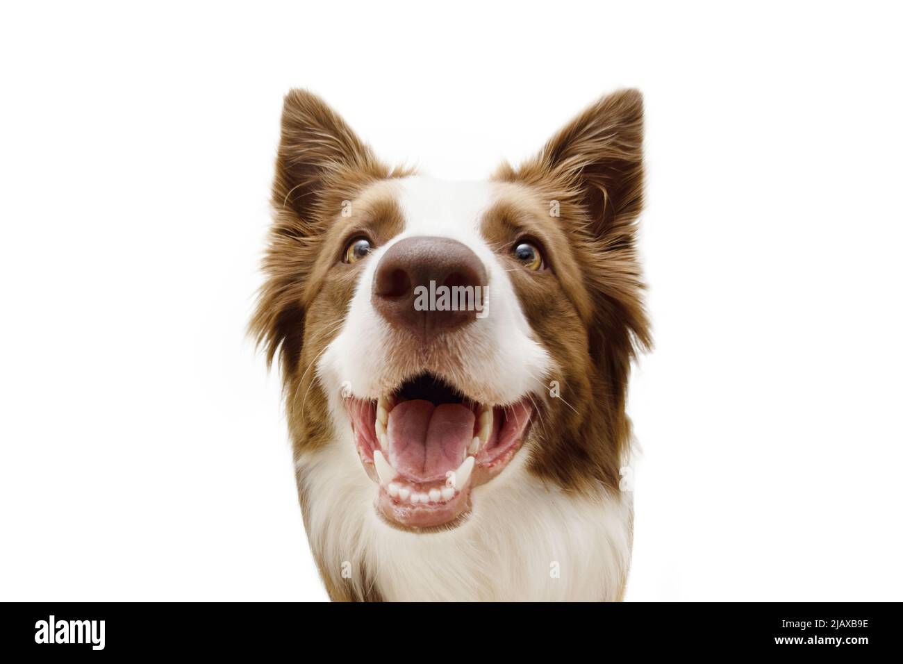Close-up happy border collie dog with smiling expression. Isolated on ...