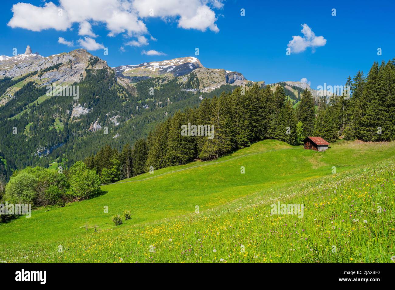 Scenic summer alpine landscape, Wengen, Canton of Bern, Switzerland ...