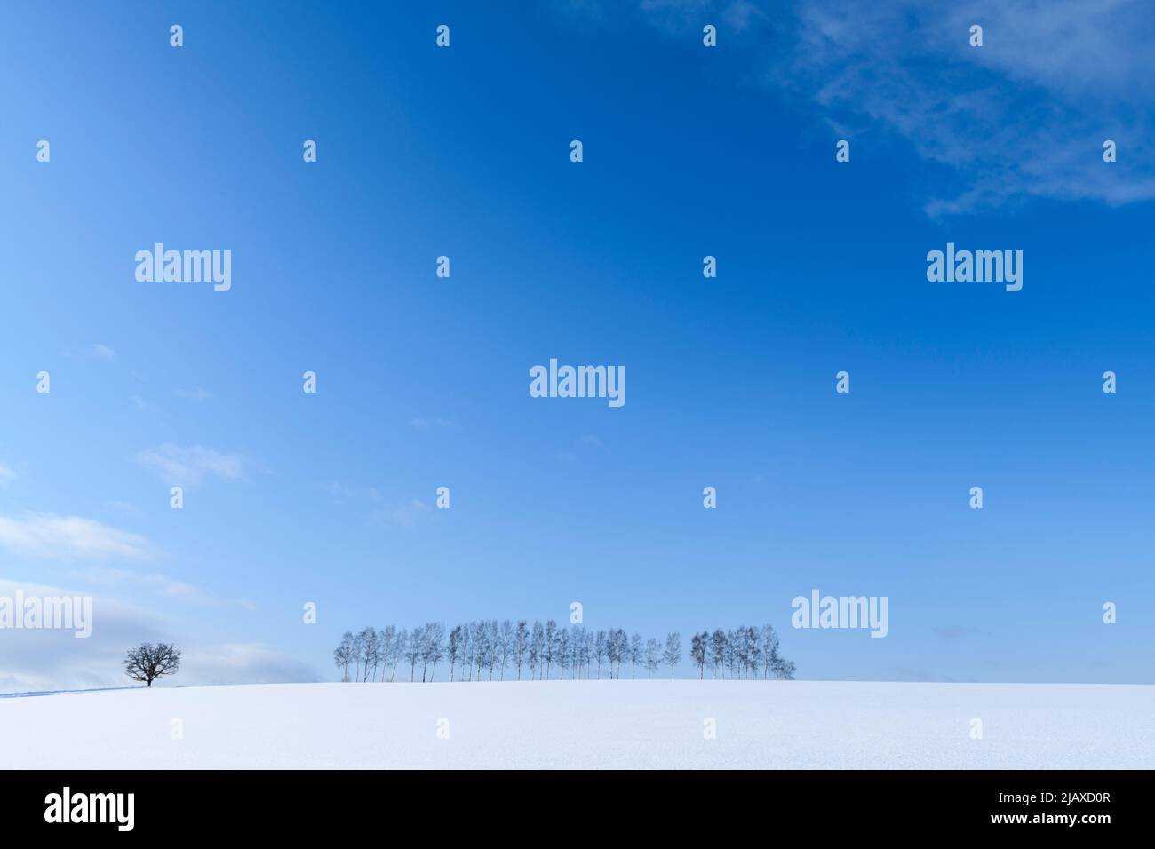 Trees in a snow field in winter, Hokkaido, Japan Stock Photo - Alamy