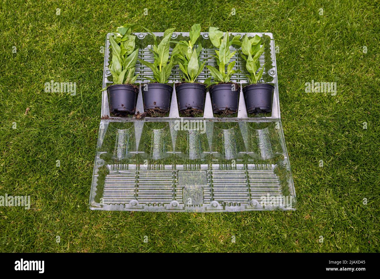 Perennial plug plants hi-res stock photography and images - Alamy