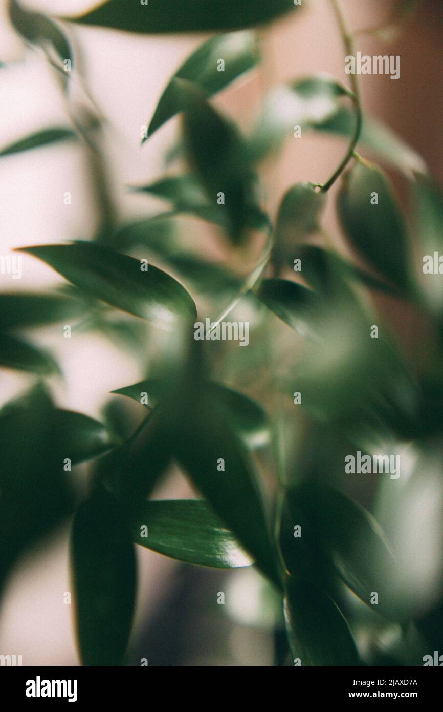Macro photography of green leaves, soft focus background Stock Photo ...