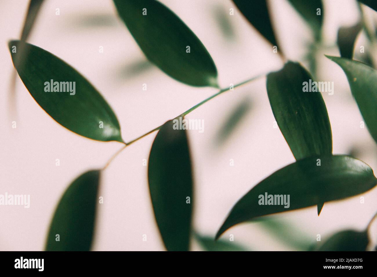 Macro photography of green leaves, soft focus background Stock Photo ...