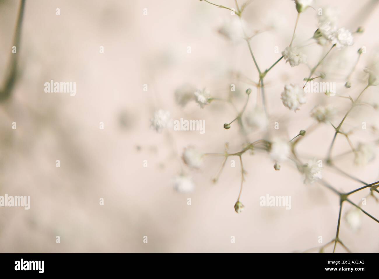 Macro photography of dried gypsophile flowers, art soft focus Stock ...