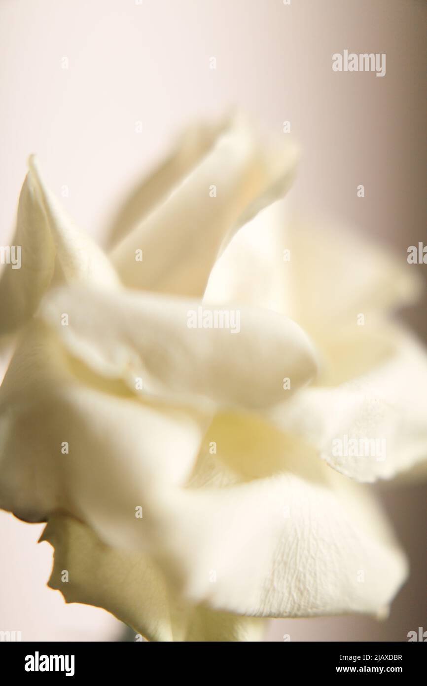 Floral macro background, big white rose Stock Photo - Alamy