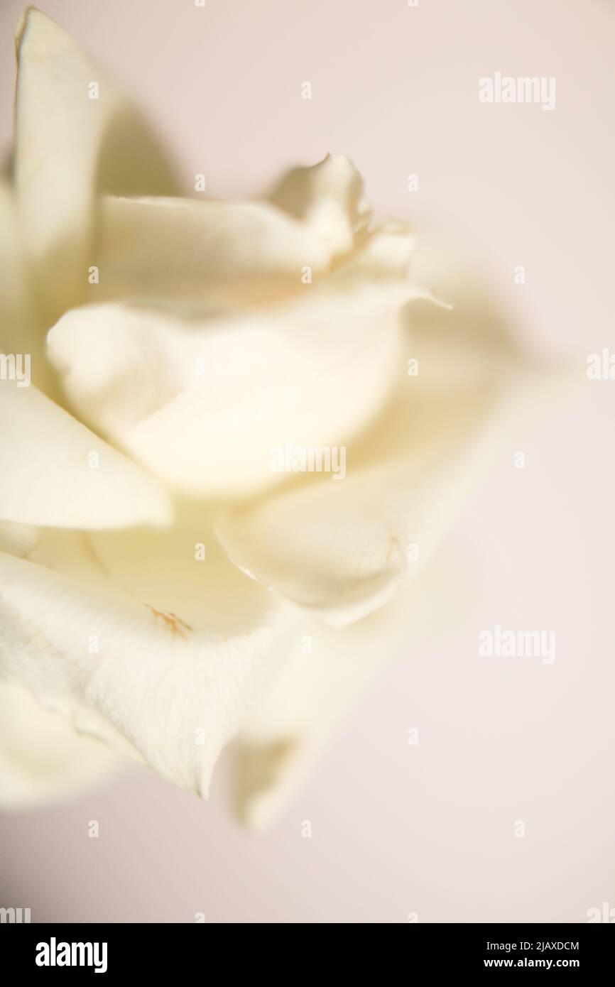 Floral macro background, big white rose Stock Photo - Alamy