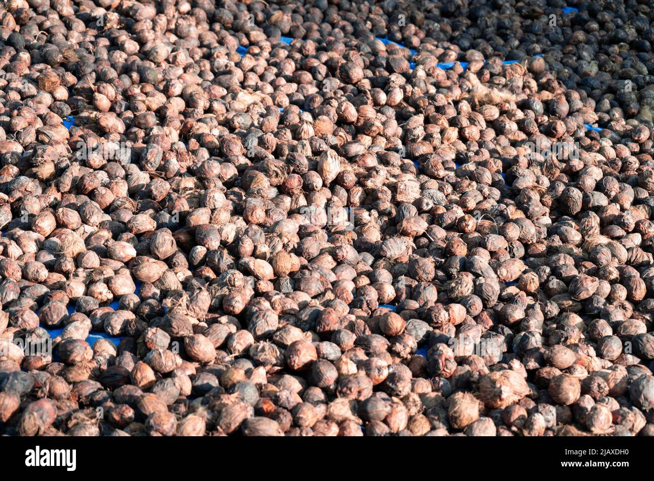 Closeup shot of coconut copra dry fruits fungus truffles drying in the ...