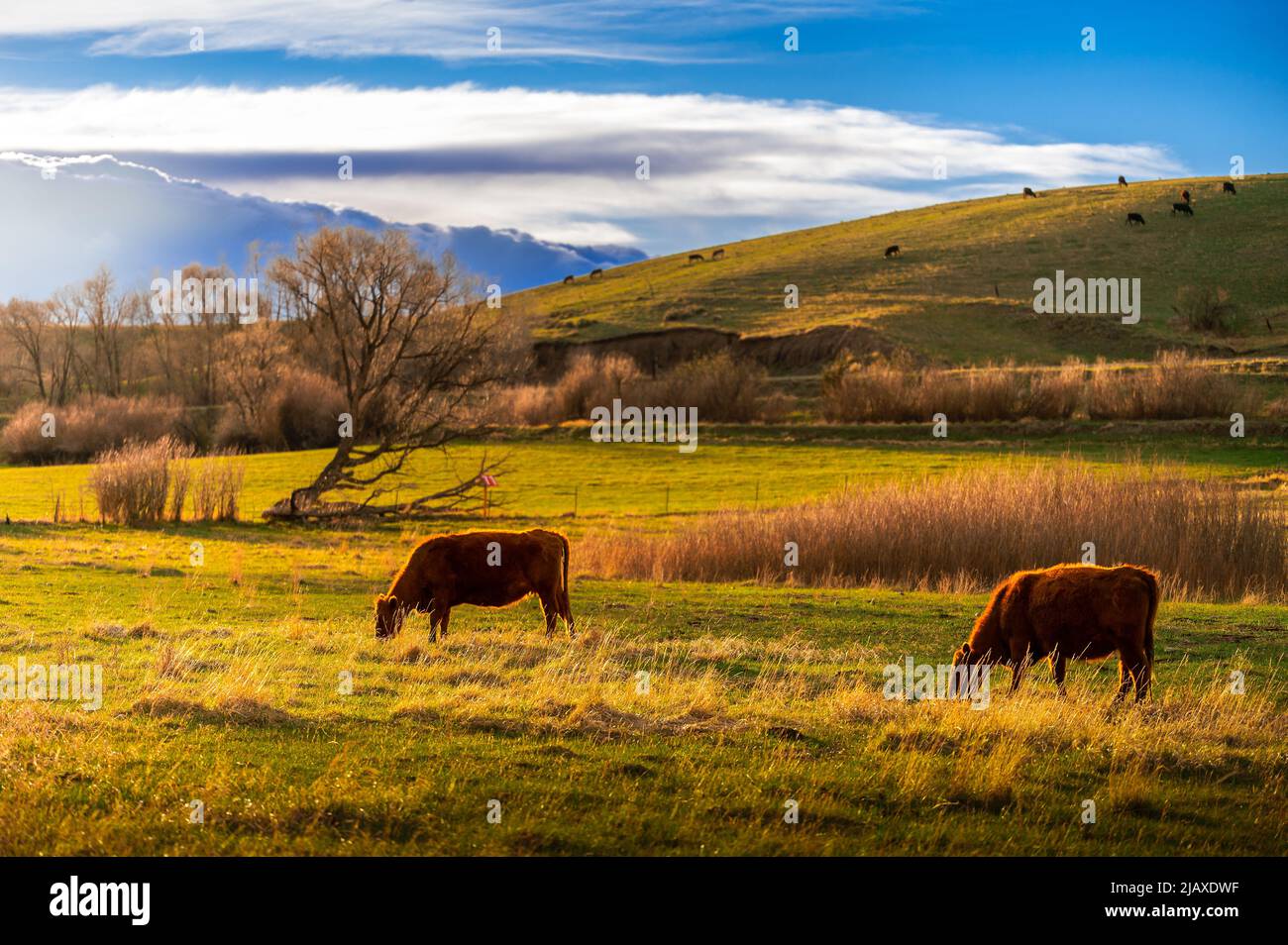 cattle grazing on a rural farm in Montana Stock Photo - Alamy