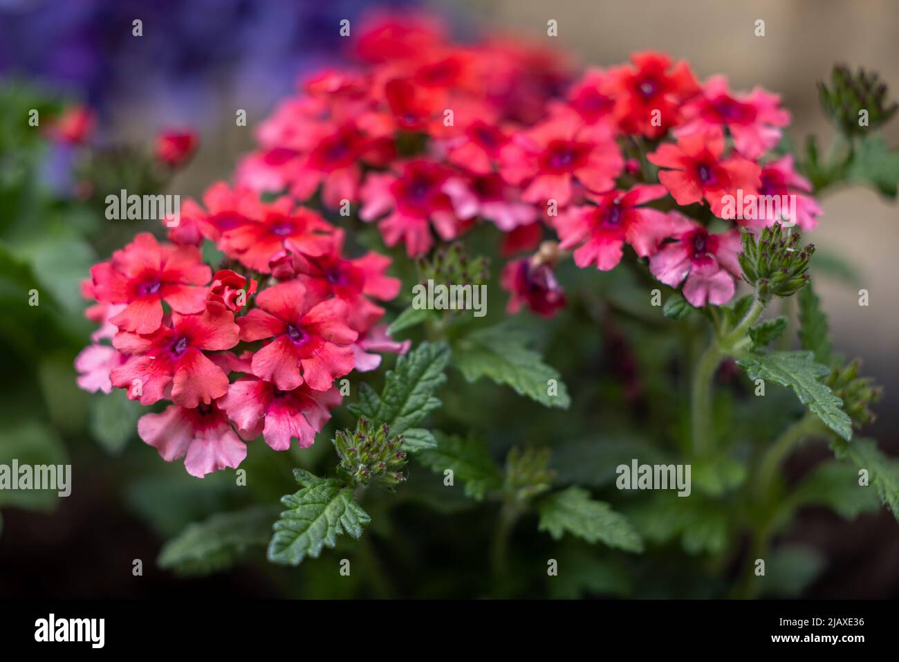 Verbena Mango Orange Stock Photo - Alamy