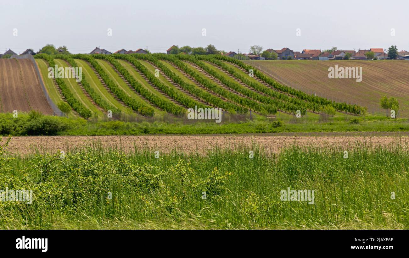 Crop Fields at Hill Sunny Spring Day Agriculture Stock Photo - Alamy