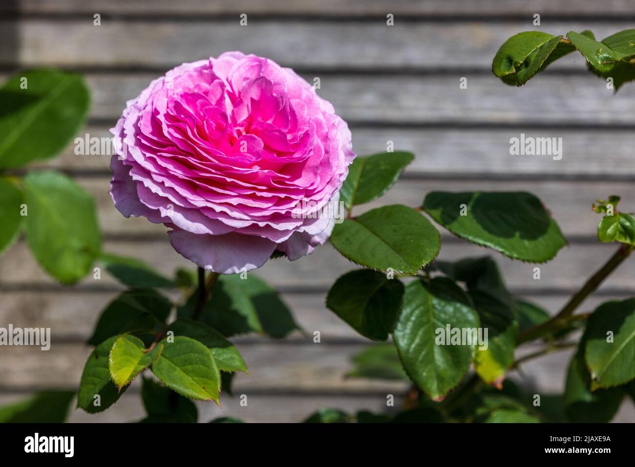 Old english shrub rose hi-res stock photography and images - Alamy