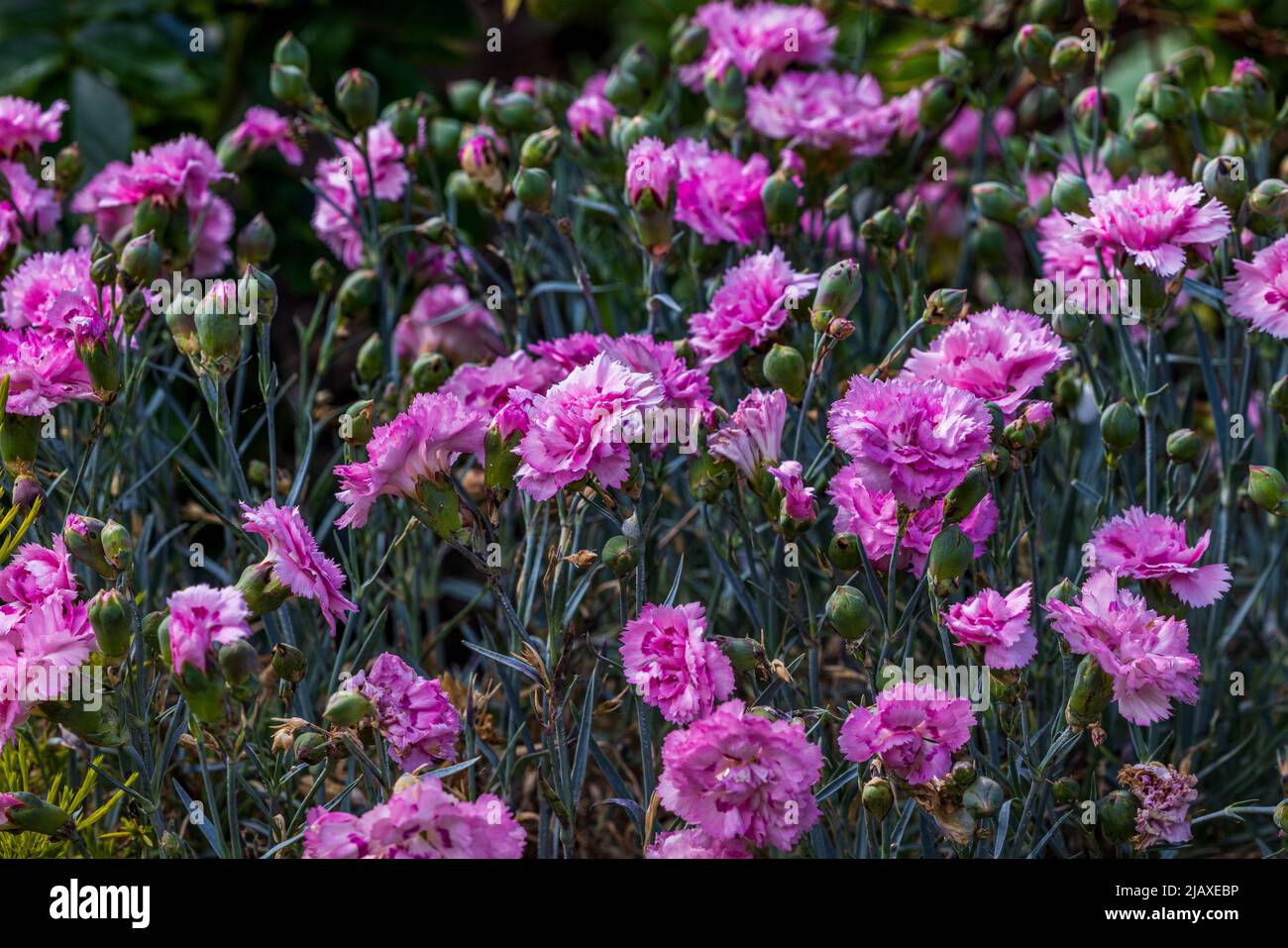 Dianthus plumarius hi-res stock photography and images - Alamy