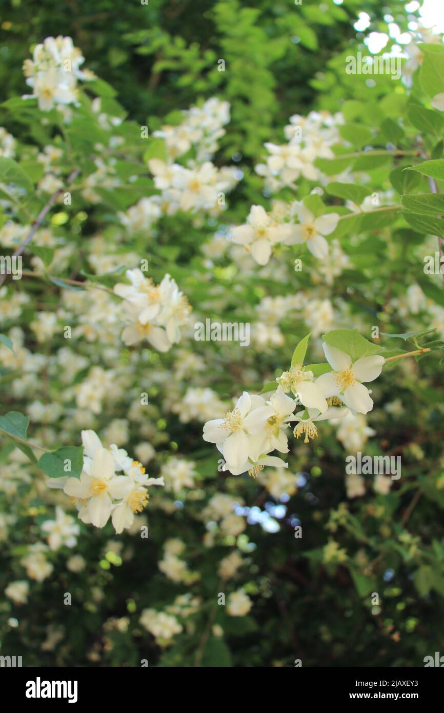 Snow-white flowers on a park tree Stock Photo - Alamy