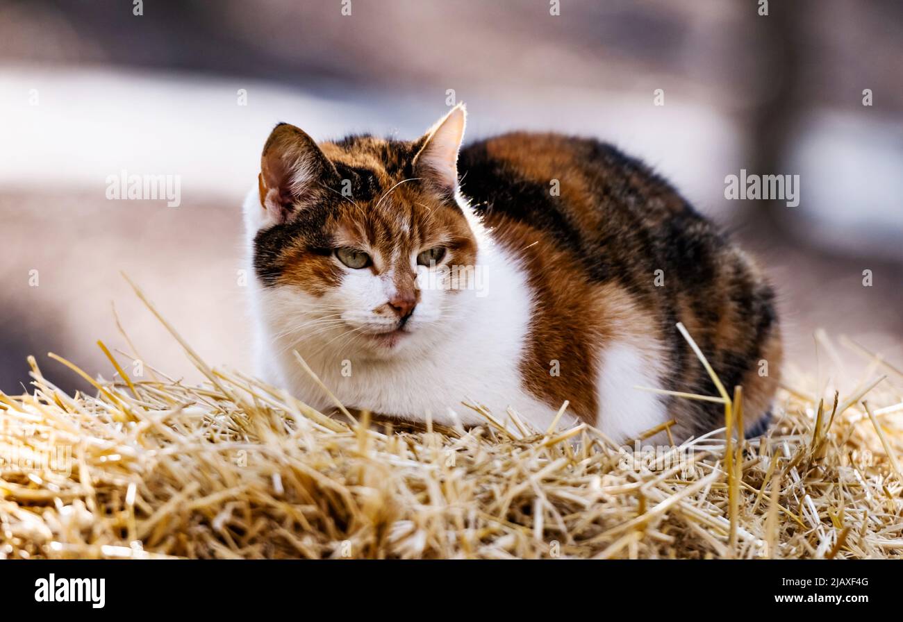 Cat three colours High Resolution Stock Photography and Images - Alamy