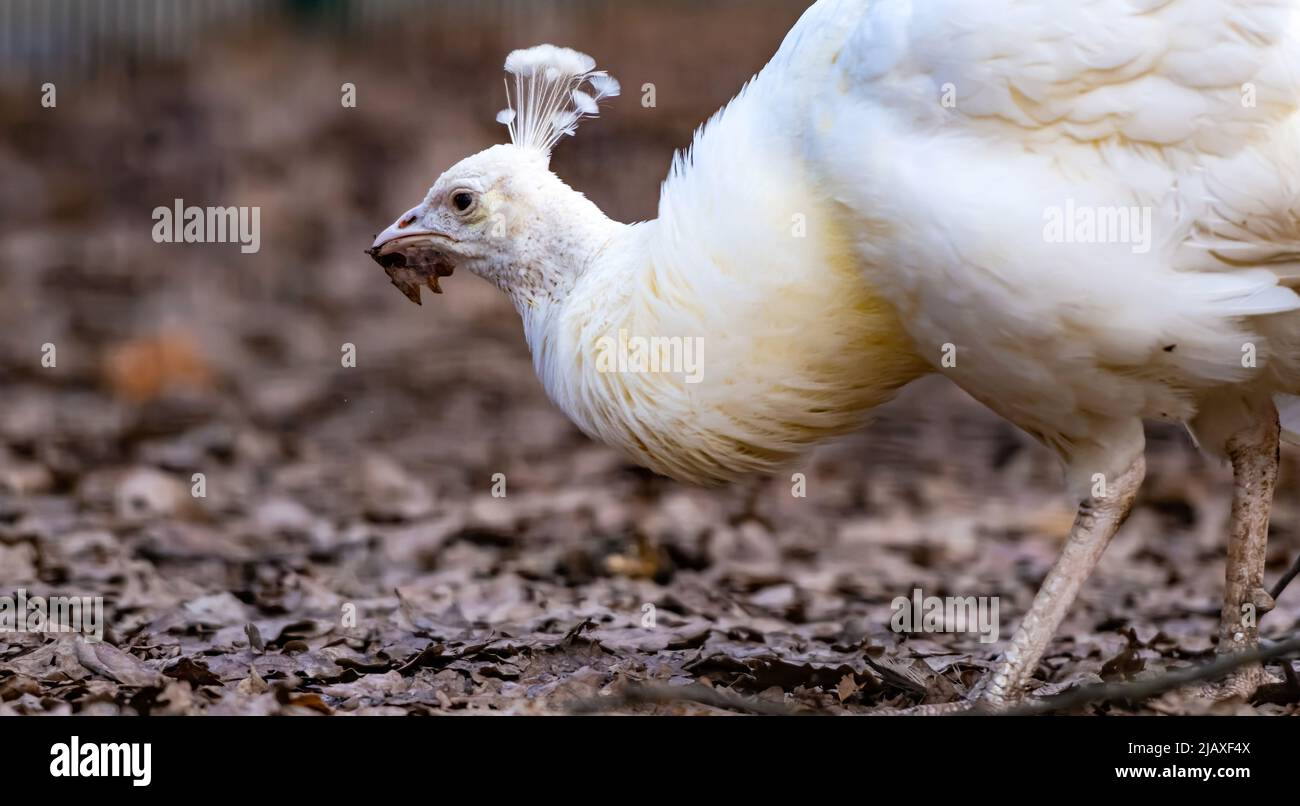 White peacock in nature Stock Photo - Alamy