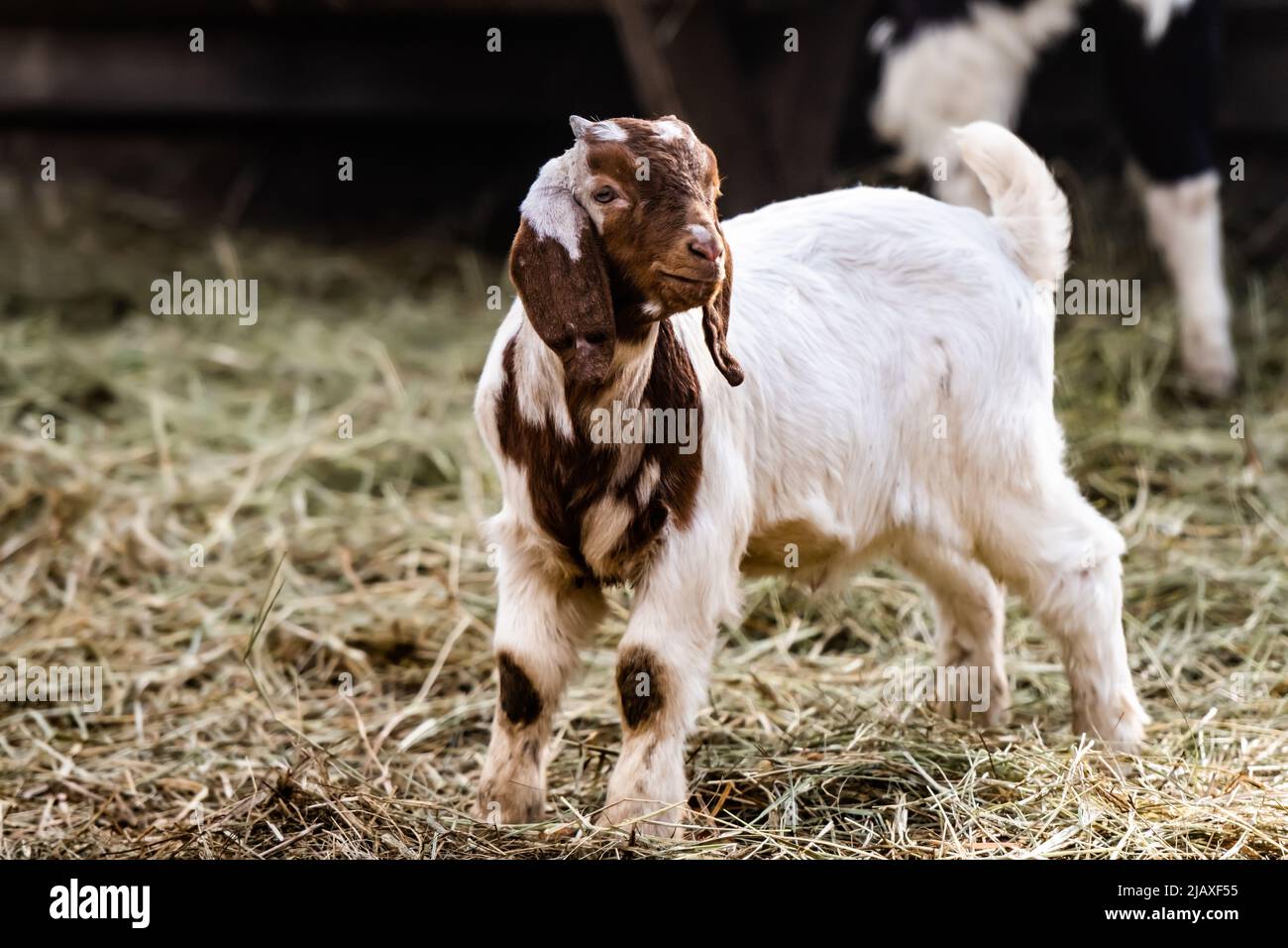 Buer goat on the nature Stock Photo - Alamy