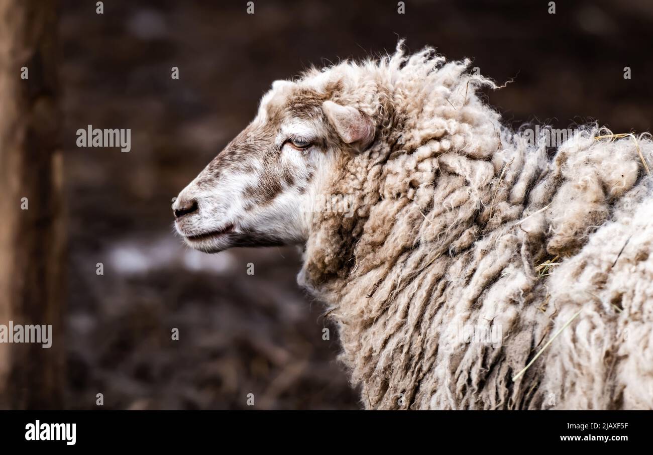 Merino sheep portrait Stock Photo - Alamy