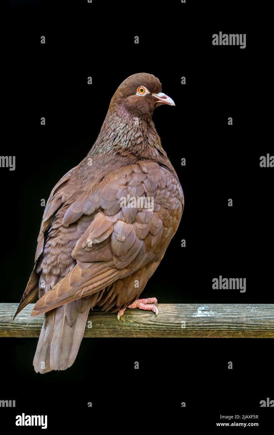 Carneau domestic pigeon hi-res stock photography and images - Alamy