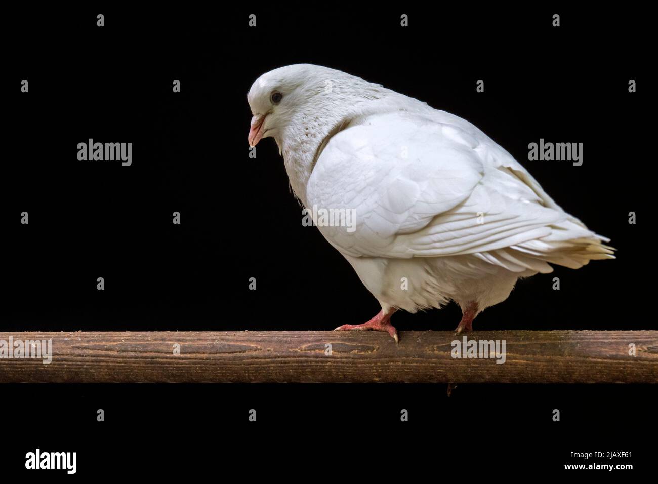 Utility pigeon hi-res stock photography and images - Alamy