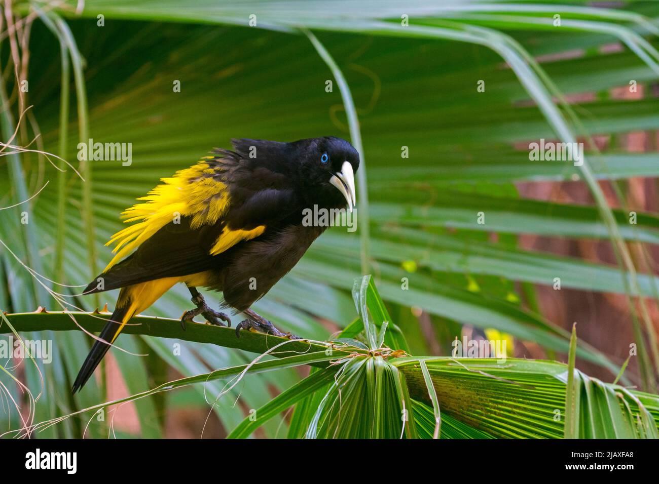 Tropical rainforest birds hi-res stock photography and images - Alamy