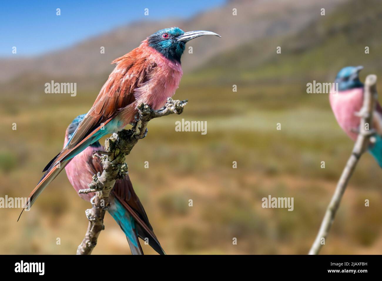 Northern carmine bee-eaters / Nubian bee-eater (Merops nubicus / M. n ...