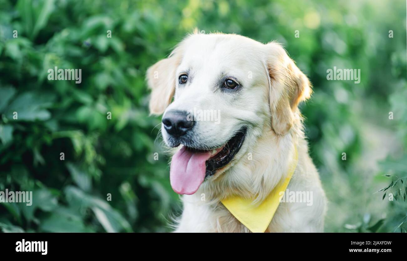 Cani Golden Retriever Laboratorio Fox Red, Dark Gold And Gold Puppies