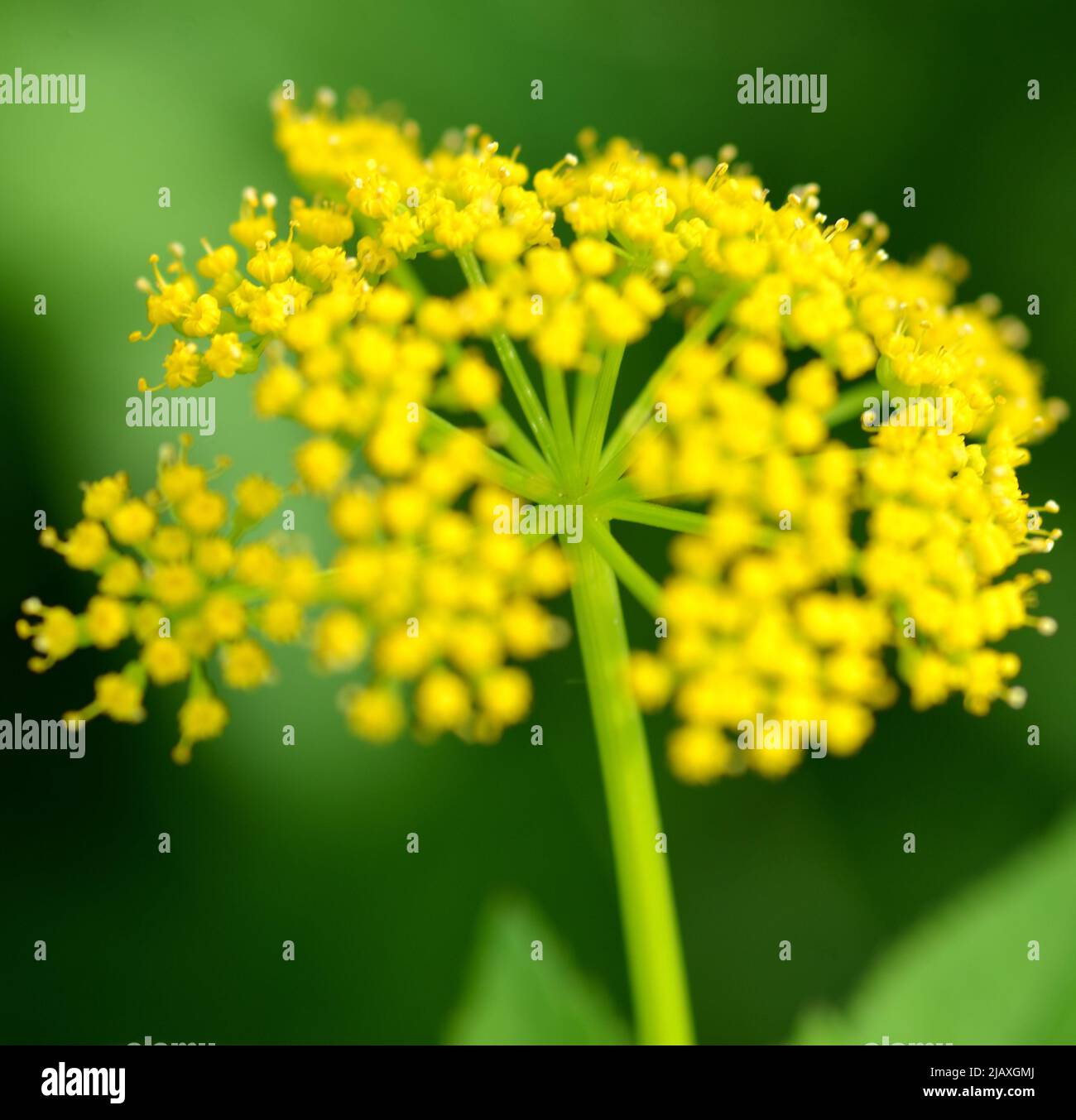 Yellow flower of Golden Alexander (Zizia aurea) in a prairie setting ...