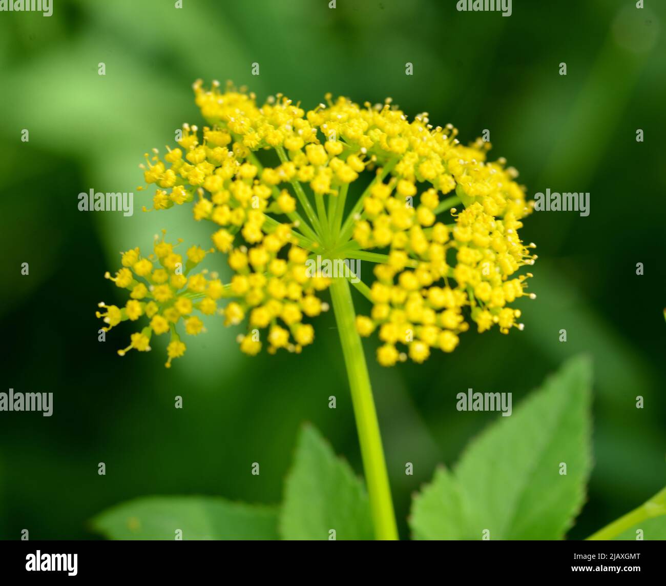 Yellow flower of Golden Alexander (Zizia aurea) in a prairie setting ...