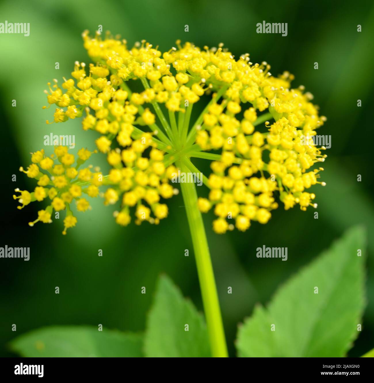 Yellow flower of Golden Alexander (Zizia aurea) in a prairie setting ...