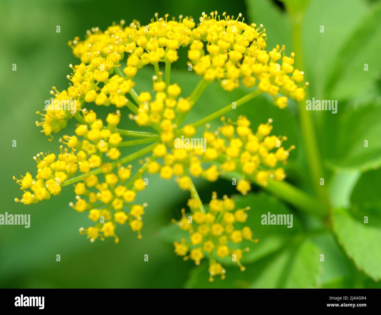 Yellow flower of Golden Alexander (Zizia aurea) in a prairie setting ...