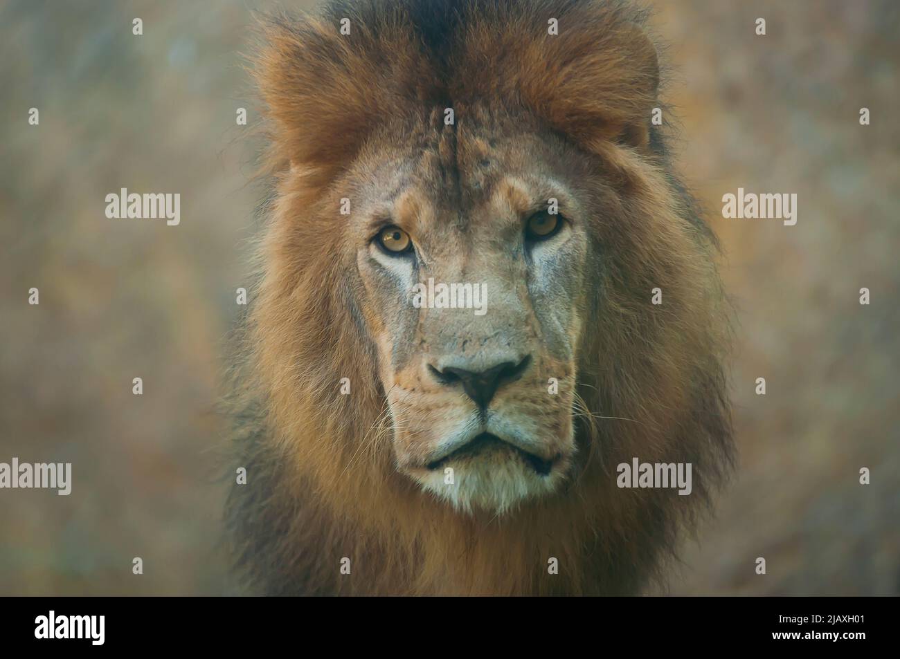 Lion eye close up hi-res stock photography and images - Alamy