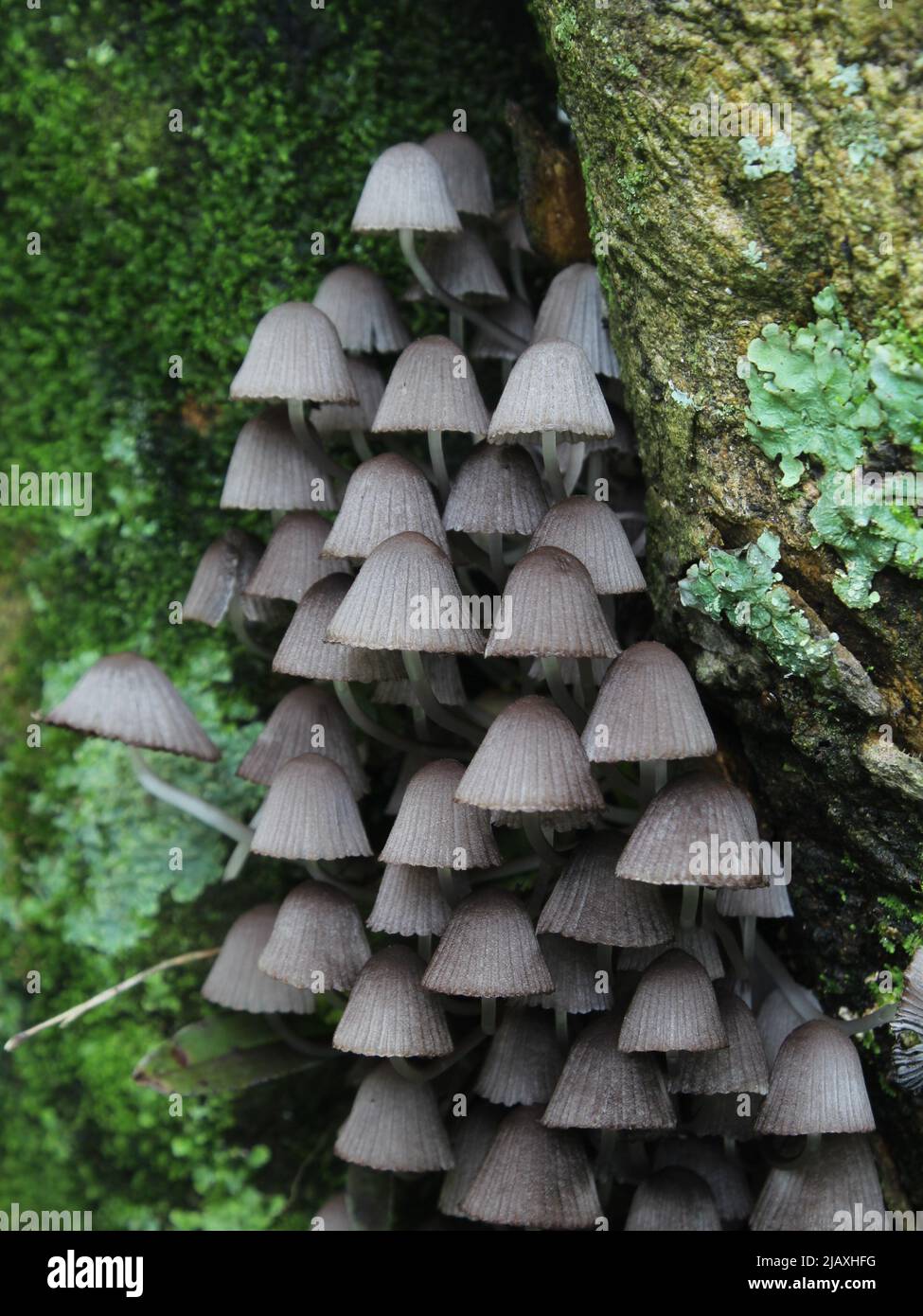 Coprinellus disseminatus hi-res stock photography and images - Alamy