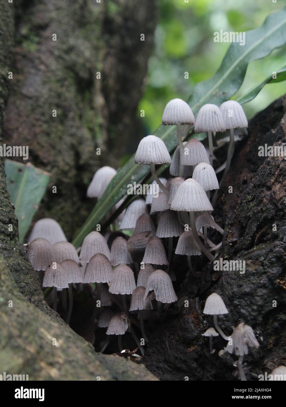 Fairy Inkcap mushroom (Coprinellus disseminatus) on tree bark Stock ...