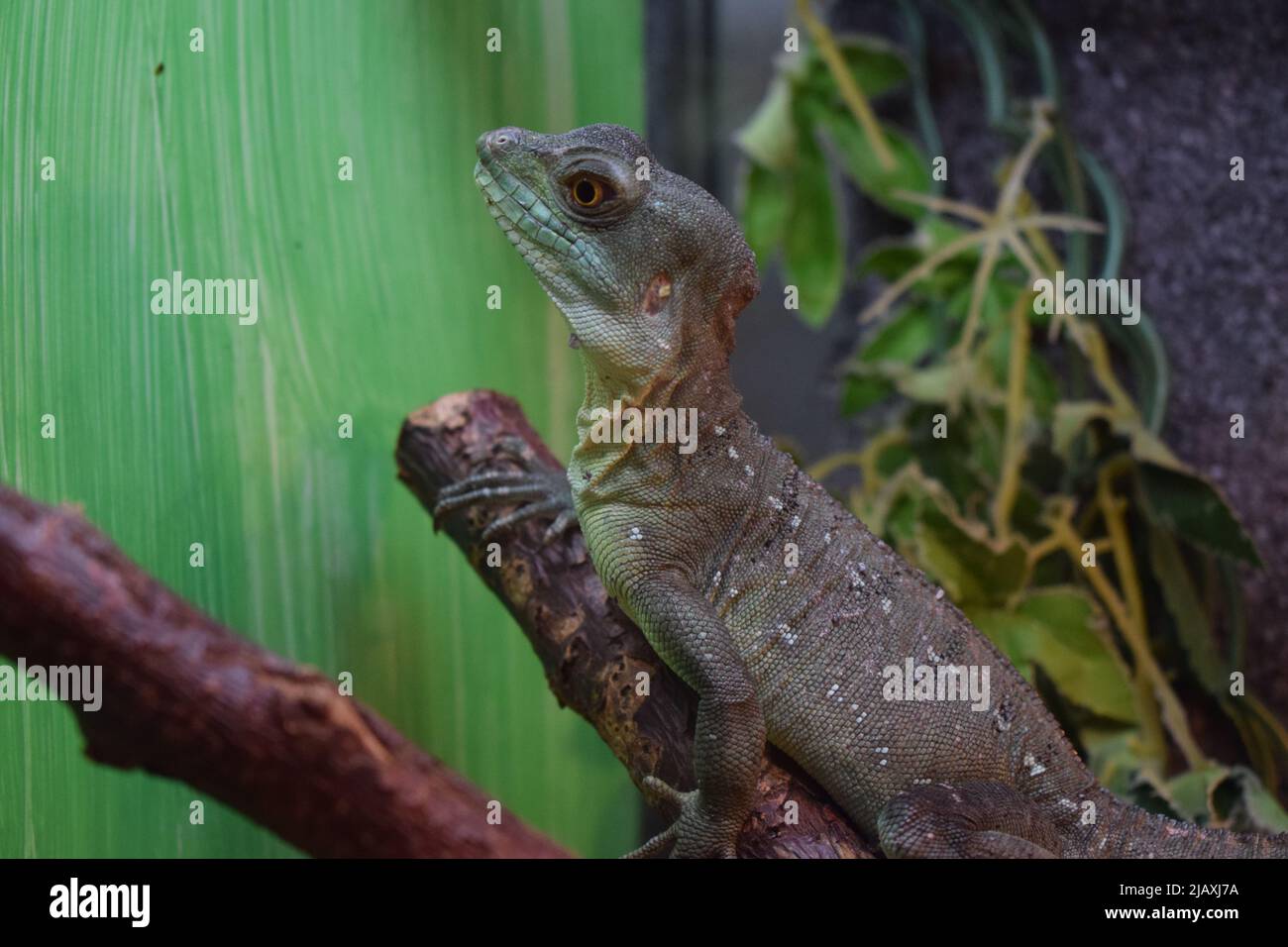 Plumed basilisk (Basiliscus plumifrons), also known as the green ...