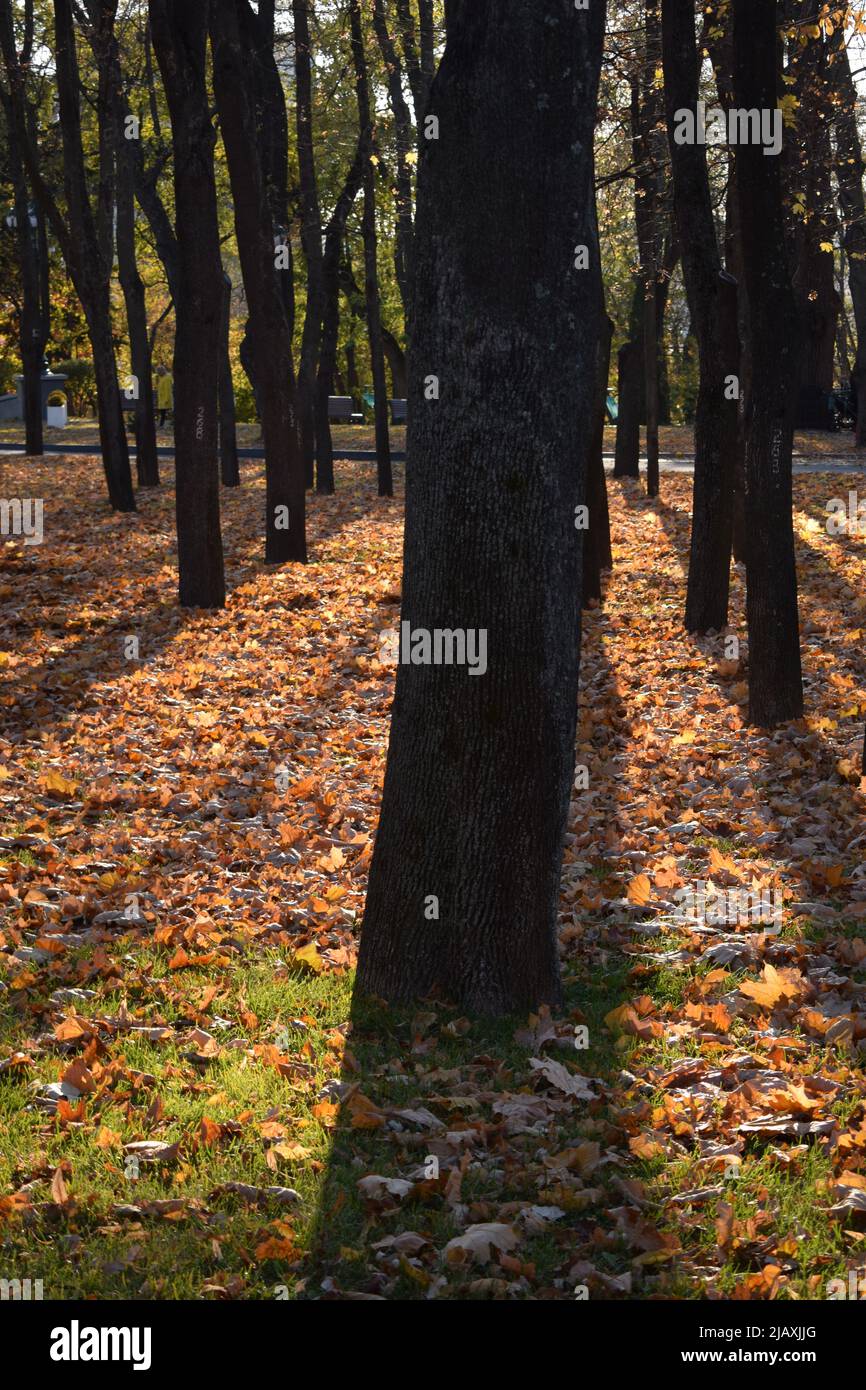 Falling leaves on the scenic autumn park. Landscape forest park in a ...