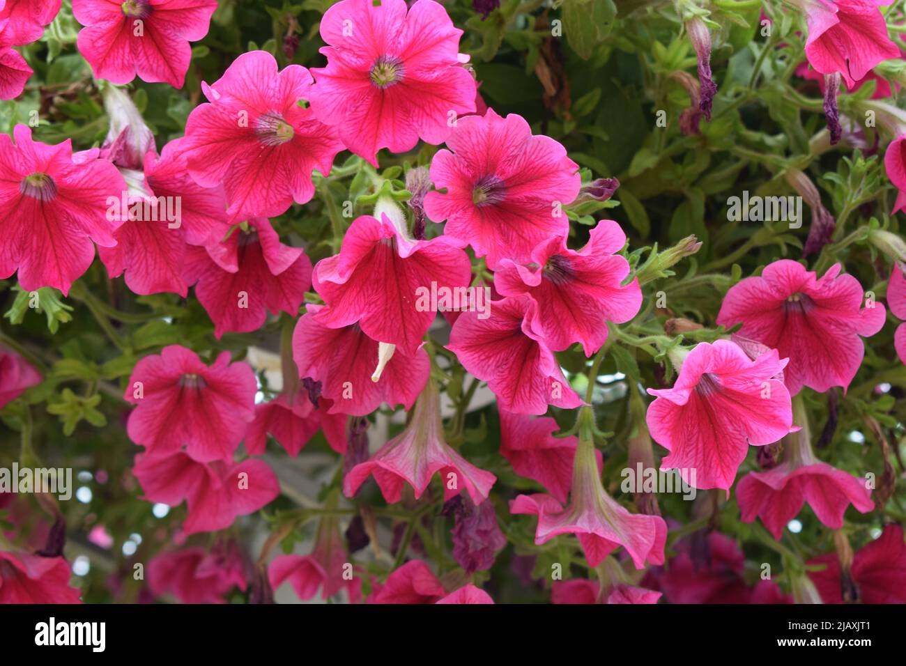 Pink Petunia Flowers, Close Up. Petunias are one of the most popular ...
