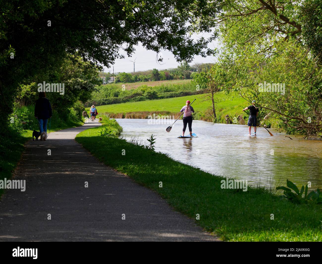 Paddle boarding dogs hi-res stock photography and images - Alamy