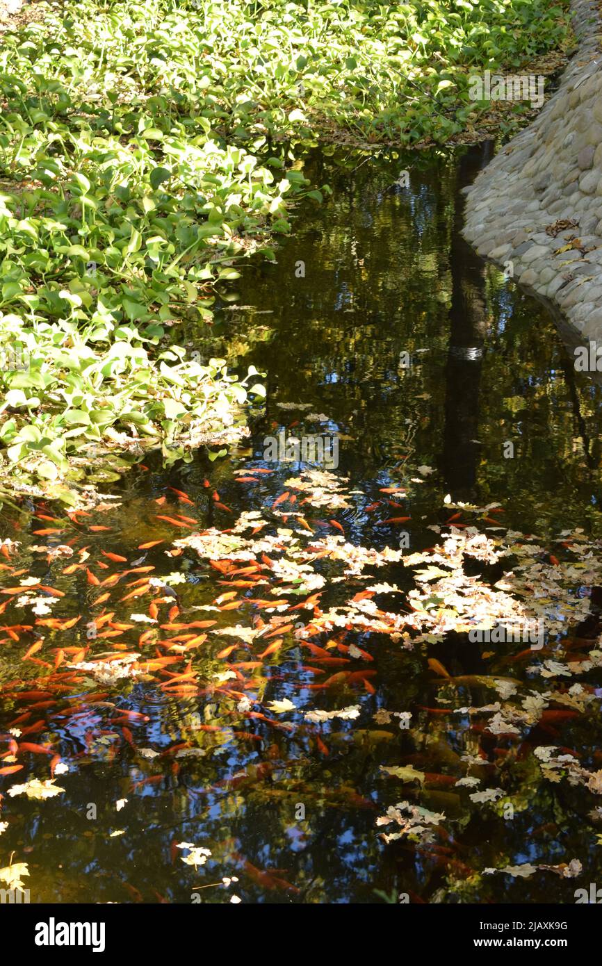 Colorful Japanese Carp fish ( Nishikigoi ) in a lovely Koi pond in a ...