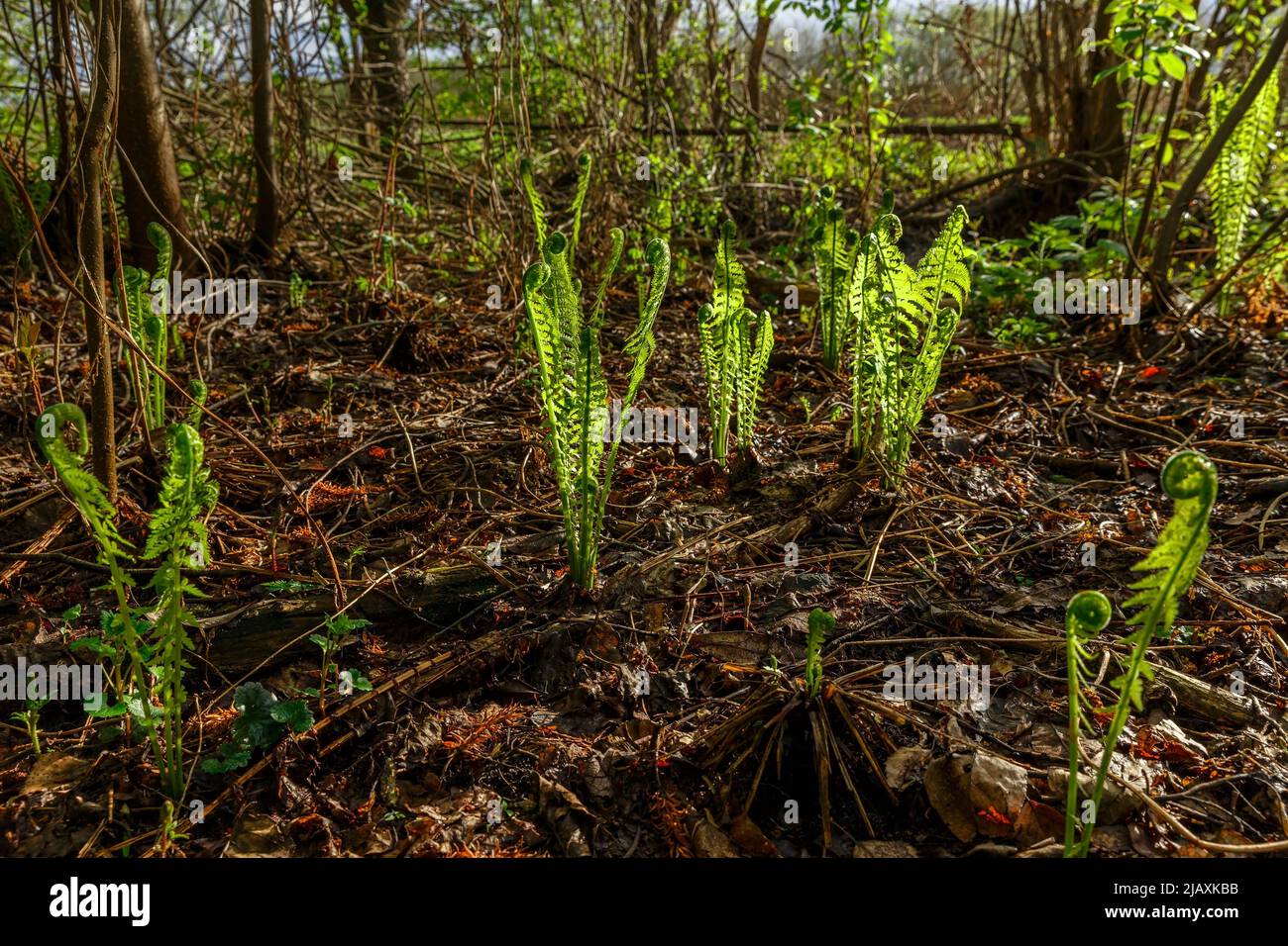 Young bunches of ferns. fern in the forest. Fern leaves in the sun ...