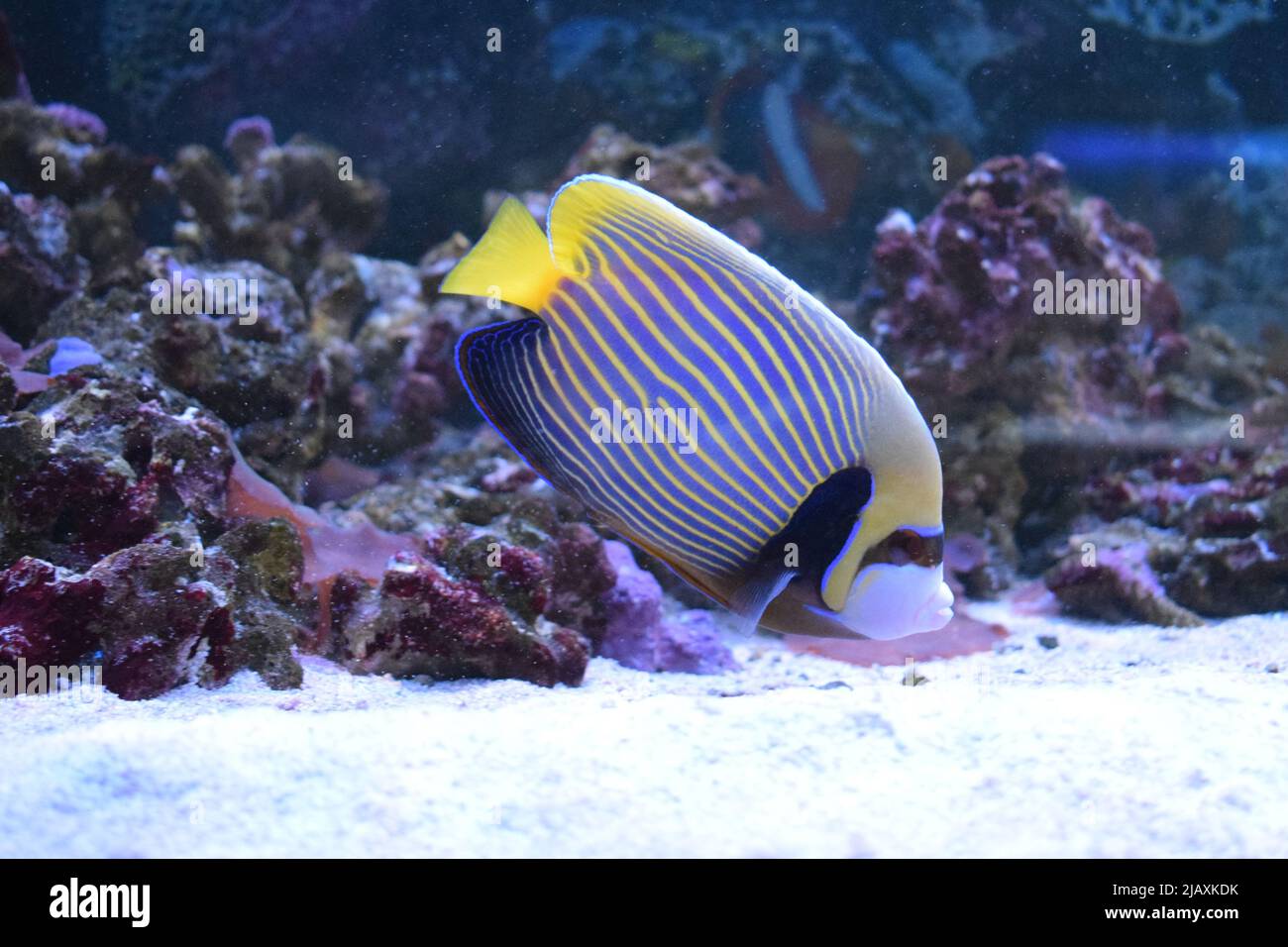 Tropical Fish-angel in reef tank. Fish-emperor is a reef-associated ...