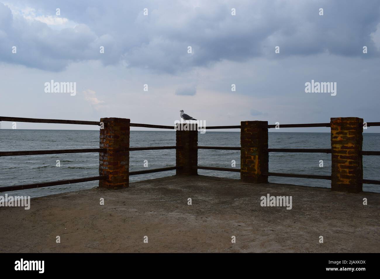 One seagull sits on a old sea pier. The European herring gull, Seagull ...