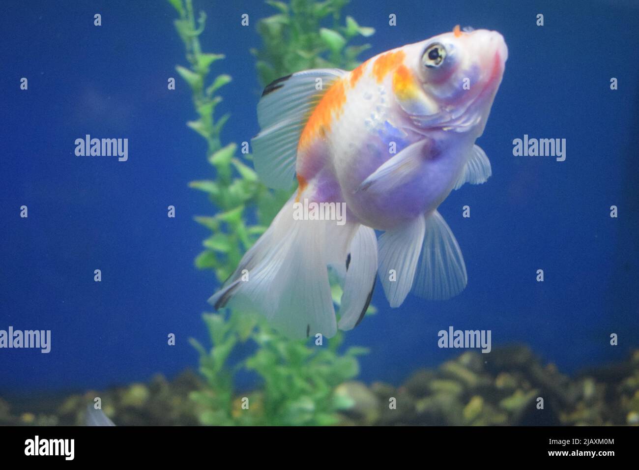 Blue Bubble Eye Goldfish