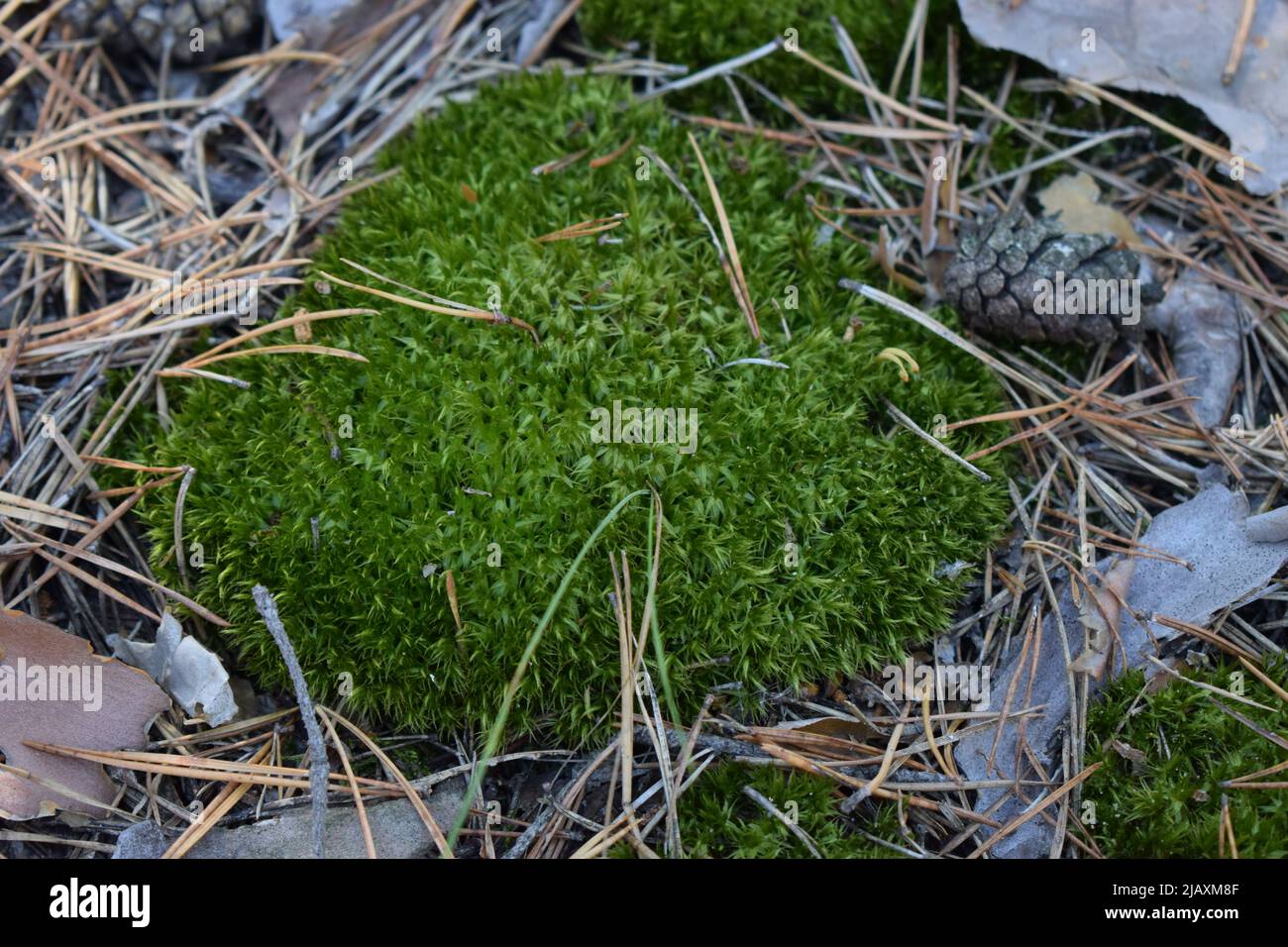 Beautiful green moss on the floor, moss closeup, macro. Beautiful ...