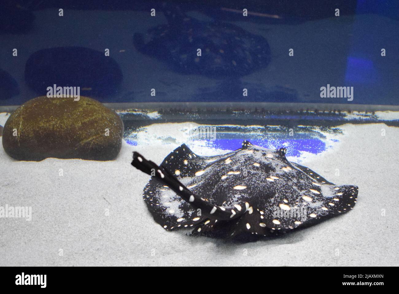 Xingu river ray hi-res stock photography and images - Alamy